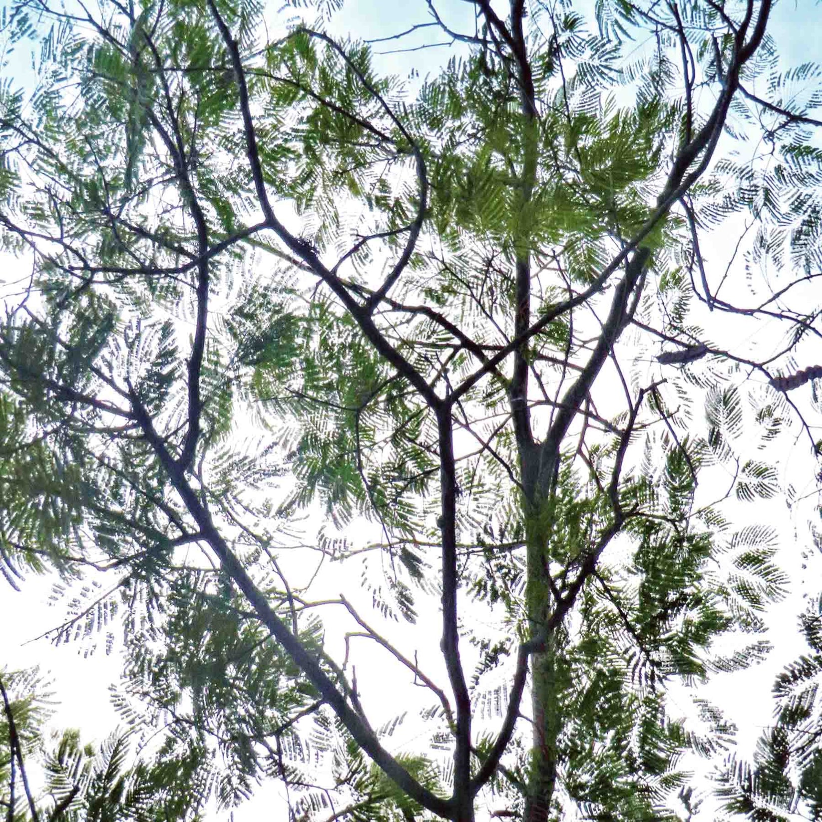 Yaminawá Yopo Hapé (Rapé) Snuff | Shamanic Supply US – Shamanic Supply USA