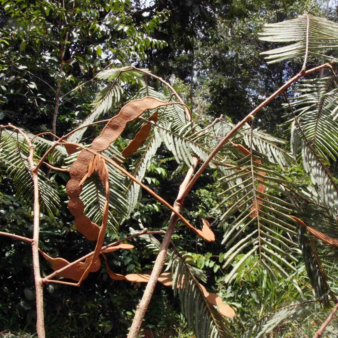 Yopo Hapé – Yaminawa Tribe (Rapé) – Shamanic Supply USA