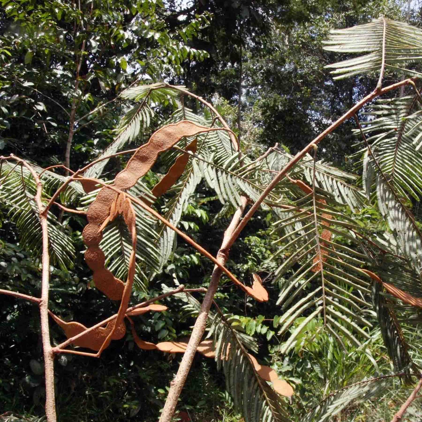 Yaminawá Yopo Hapé (Rapé) Snuff | Shamanic Supply US – Shamanic Supply USA