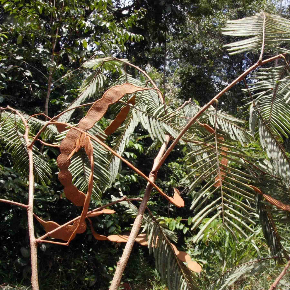 Yaminawá Yopo Hapé (Rapé) Snuff | Shamanic Supply US – Shamanic Supply USA