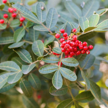 Genuine and Fresh Tribal Rapé (Rapeh, Hapeh) from the Amazon – Shamanic ...