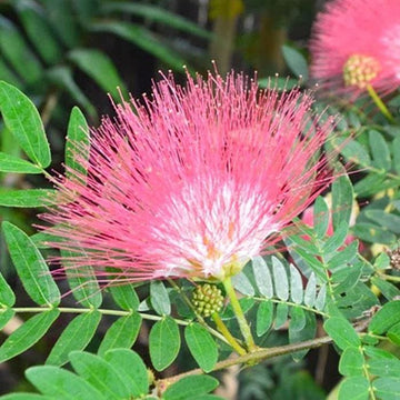 Yawanawá Rapé (Rapeh) Snuff | Shamanic Supply US