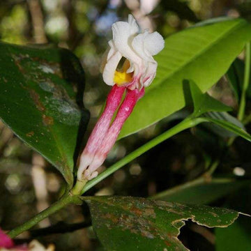 Rapé (Hapé): 65+ Authentic Tribal Blends | Shamanic Supply – Shamanic ...