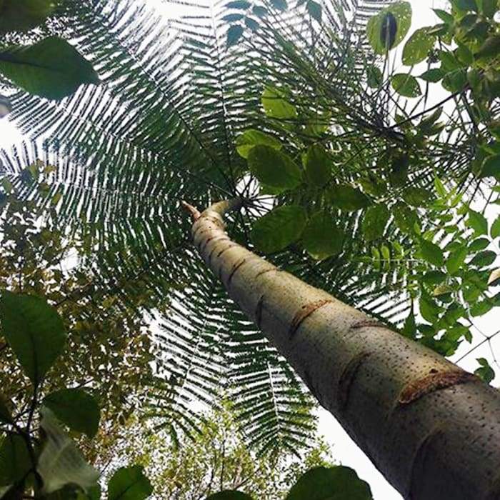 Authentic Tribal Rapé (Rapeh, Hapeh) Collection – Page 2 – Shamanic Supply